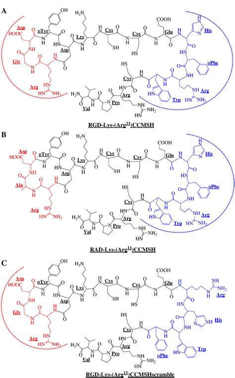 Figure 2 From Technetium 99m Labeled Arg Gly Asp Conjugated Alpha Melanocyte Stimulating Hormone