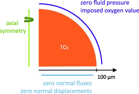 Geometry Of The Problem And Boundary Conditions For A Tumor Spheroid