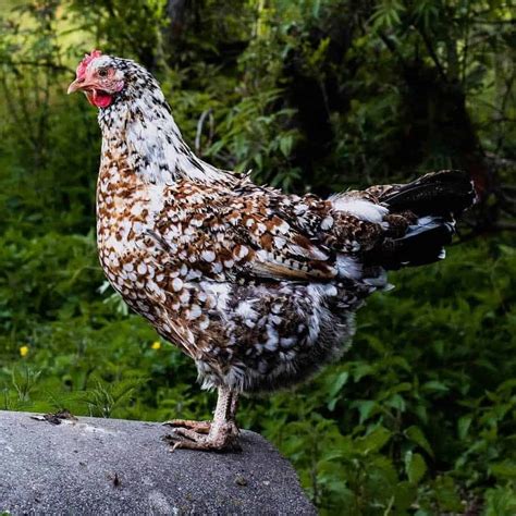 Swedish Flower Hen Hatching Eggs