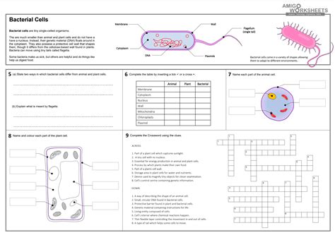 Free Bacteria Cell Worksheet Download Free Bacteria Cell Worksheet Png