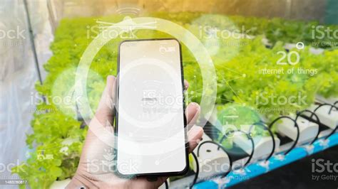 미래의 사업가는 휴대폰 온도 및 습도 센서 물 추적 기후 제어 홀로그램 데이터 데이터 아이콘을 사용하여 현대 Ai 기술을 사용하여 야채와 작물을 재배합니다 개념에 대한 스톡