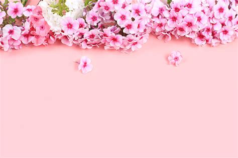 추상화 배열 정물 봄 배너 밝은 배경에 텍스트를위한 장소와 플록스 프레임 어머니의 날 여성의 날 발렌타인 데이 생일 결혼식 결혼식에 대한 스톡 사진 및 기타 이미지 Istock