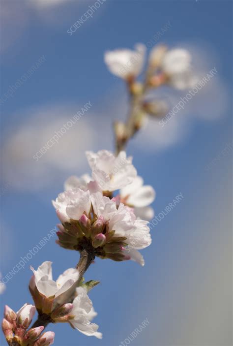 Nanking Cherry Prunus Tomentosa Blossom Stock Image C0581297