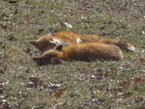 Virginia Foxes Winter 2019