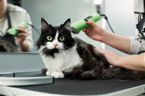 猫にサマーカットは必要？メリット・デメリットを徹底解説｜column ｜ Levees レビーズ “ Animal Rights ” 動物の
