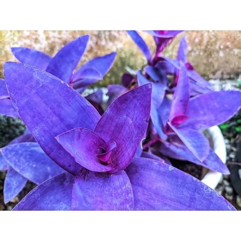 4 Cuttings Purple Heart Wandering Jew Tradescantia Pallida Purpurea