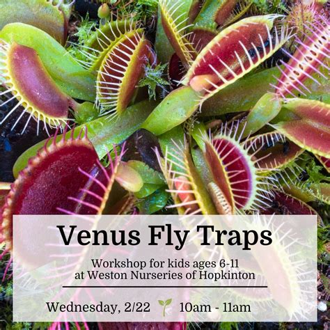 Barnaby Jones Venus As In Fly Trap