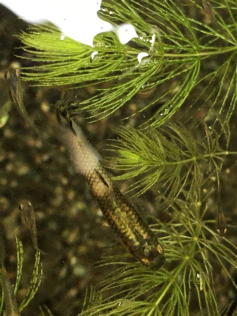 구피 병 종류 및 치료법 알려주세요 지식in