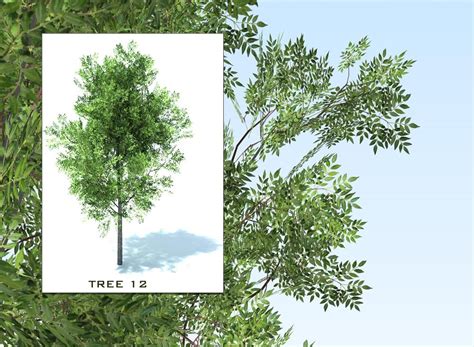 Sketchup 3d Trees Collection 2 By Sketchup Texture 59