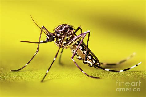 Aedes Aegypti Mosquito 1 Photograph By Cdc Science Photo Library