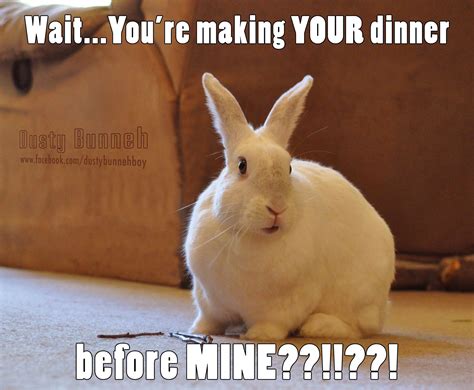 19 Bunny Memes And Photos That Will Warm Your Heart Artofit