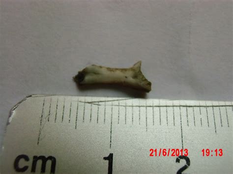 Bone Fossil ID The Fossil Forum