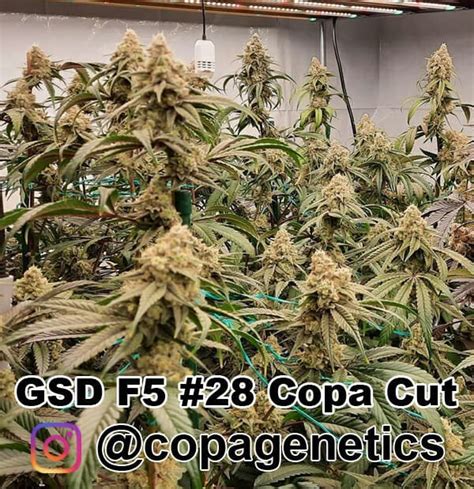 Gsd F6 Copa Genetics Seeds Of Love Seedbank