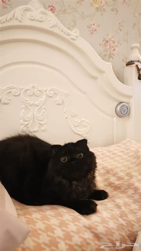 قطة سكوتش هجين موقع حراج