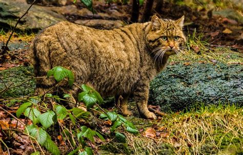 19 Facts About Wildcat
