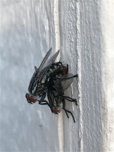 Just A Couple Of Flies I Caught Having Sex R Pics
