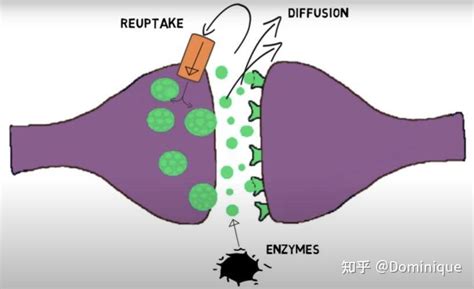 大脑中的信号传递：神经递质的作用和机制 知乎