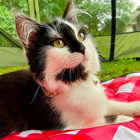 Phoebe The Ch Kitty Instagram Tiktok Linktree