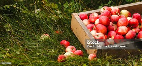 그냥 과일을 수확 녹색 잔디에 나무 상자에 빨간색과 노란색 사과의 배경 과일은 흩어져 있습니다 야외에서 수확 된 작물 기치 0명에 대한 스톡 사진 및 기타 이미지 Istock