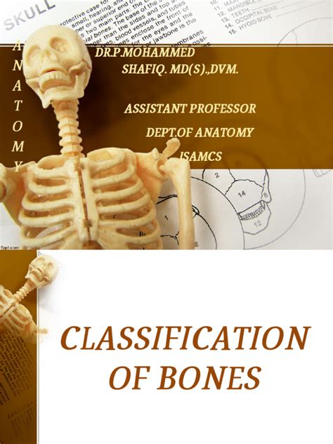Classifications Of Bones Pdf