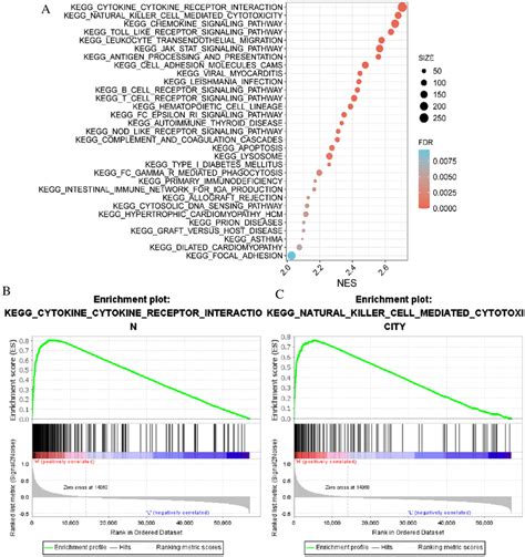 Kegg Enrichment Analysis A Kegg Enriched Pathways Of Immunity H B Download Scientific Diagram