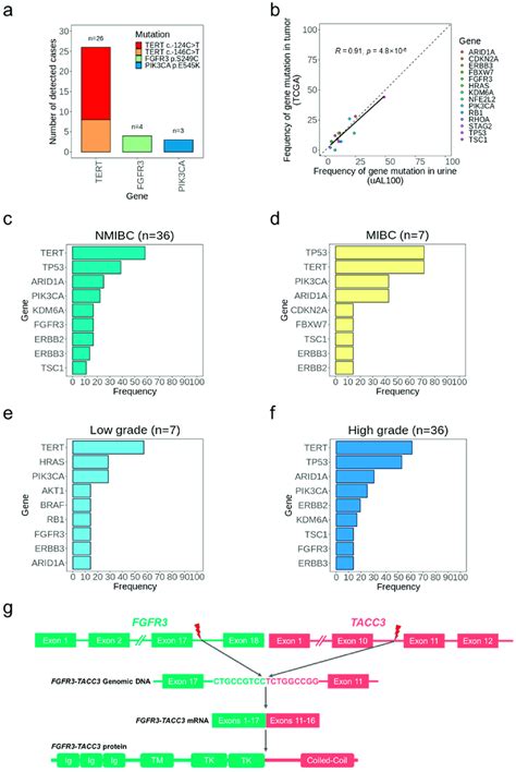 genotypes of bc determined by utdna detection without tumor samples