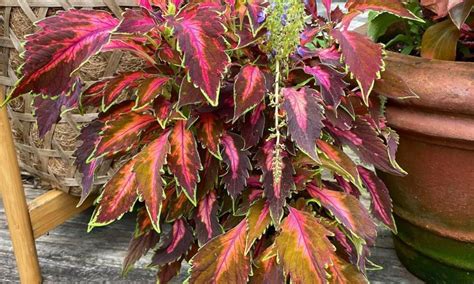 Unlock The Vibrant Beauty Of Coleus A Comprehensive Care Guide Solano Garden
