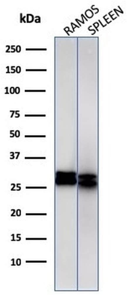 Hla Drb Mhc Ii Monoclonal Antibody Hla Drb 1067 3123 Msm2 P1