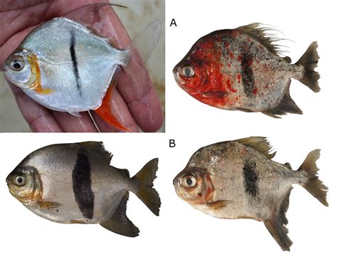 Species New To Science [ichthyology • 2024] Myloplus Aylan And M Sauron