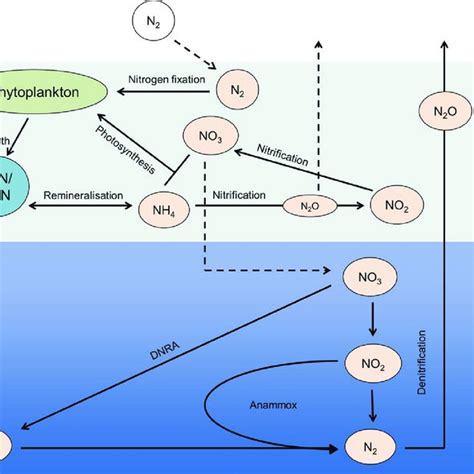 3 Nitrogen Cycle Illustrating The Cycling Of Particulate Pon And