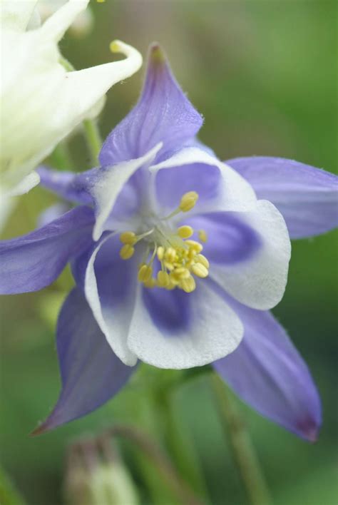 Akelei Perennial Power