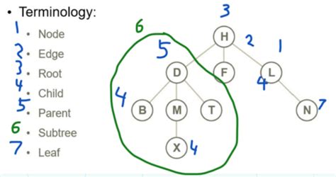 trees flashcards quizlet