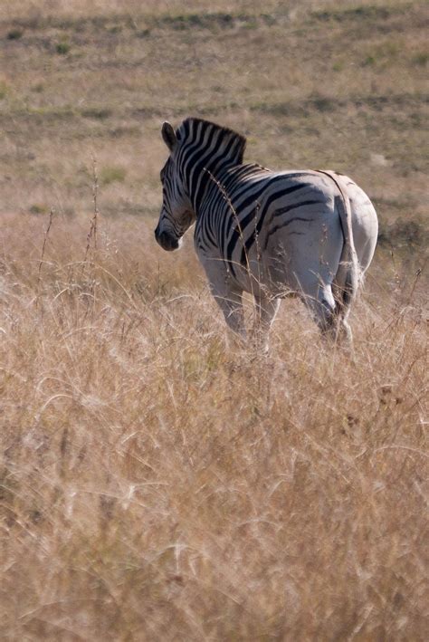 Zebra África Vida Selvagem Foto Gratuita No Pixabay Pixabay