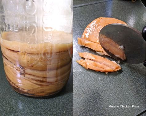 Scoby For Chickens Murano Chicken Farm