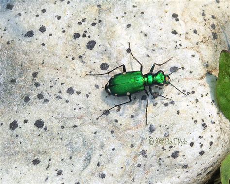 Elise Creations And Passions Green Tiger Beetle