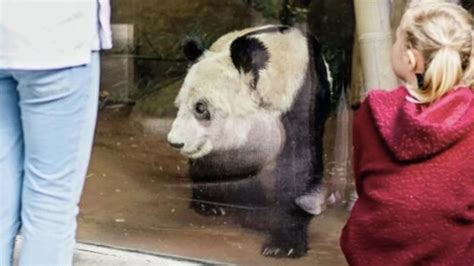 大熊猫乐乐死因初步确定为心脏病变中方已为接返丫丫做好准备 凤凰网视频 凤凰网
