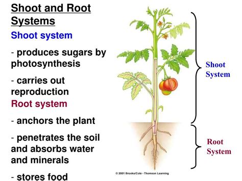 The Anatomy Of A Root System Exploring The Essential Components Through Diagrams
