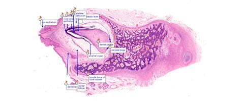 Histology Slides Database Parotid Gland Histology Slide