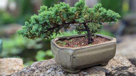 Why I Use The Linux Tree Command Daily And What It Can Do For You Zdnet