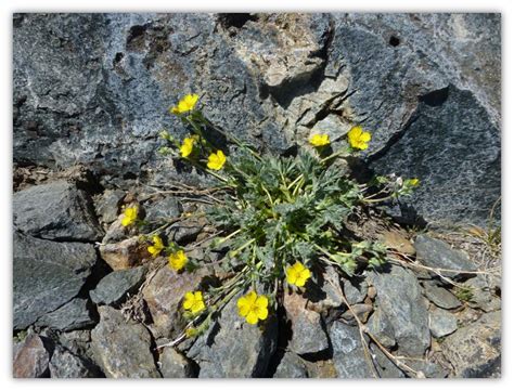 Hiking With The Yosemite Toad To Helen And Spillway Lakes Sierra News Online