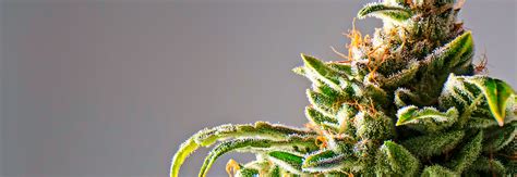 Six High Thc Strains From Ilgm That You Need In Your Garden Tokers Guide