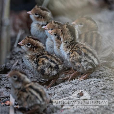 Quail Chicks Hatching