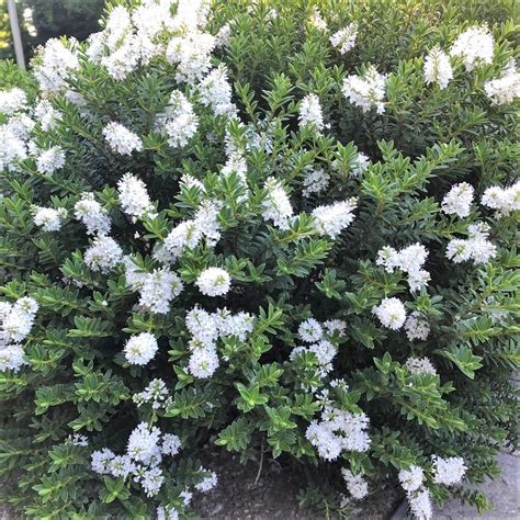 Hebe Flowering Shrub