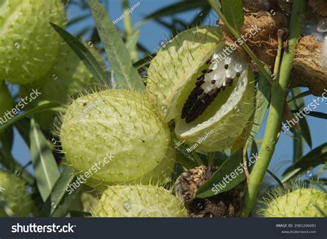 Hairy Balls Seeds Images Stock Photos Vectors Shutterstock