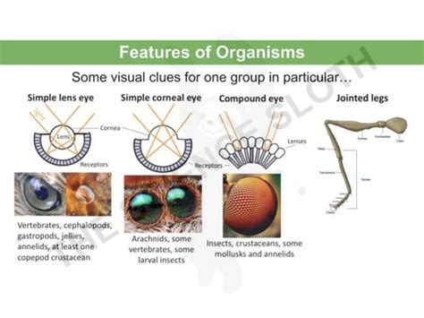 Features Of Organisms Classifying Cells Mammals Arthropods Plants