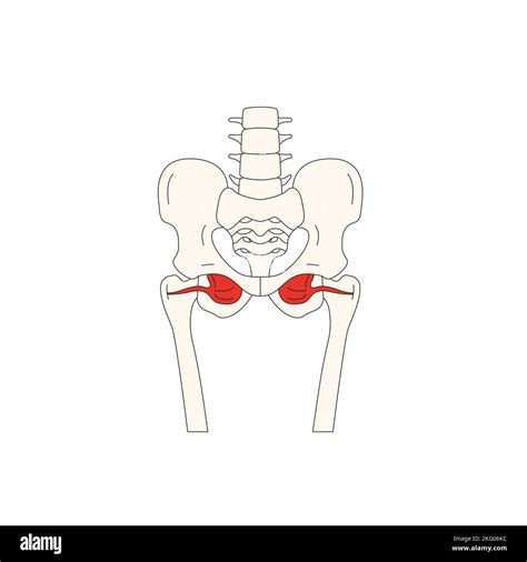 Obturator Internus Lijk