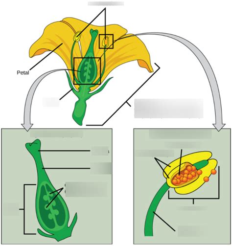 Diagram Of Angiosperms Quizlet