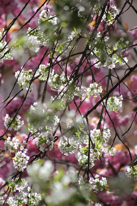 체리 벚꽃 가지 Pixabay의 무료 사진 Pixabay