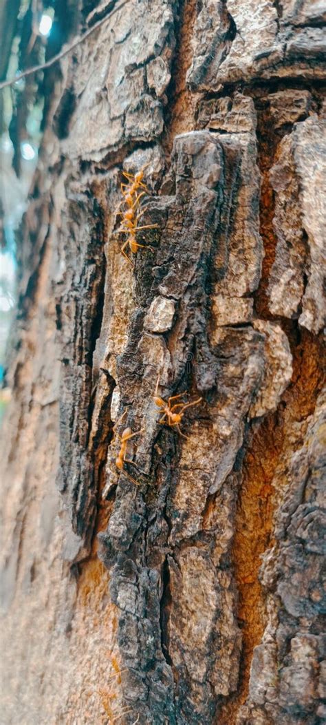 Weaver Ants Usually Make Nests In Tall Trees With Dense Leaves So They