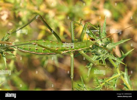 Natural Dorsal Closeup On The Largest European Predatory Mediterranean Bush Cricket Grasshopper
